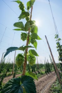 La bière IPA, qu’est-ce que c’est ? Définition & Origine - Mon Petit ...