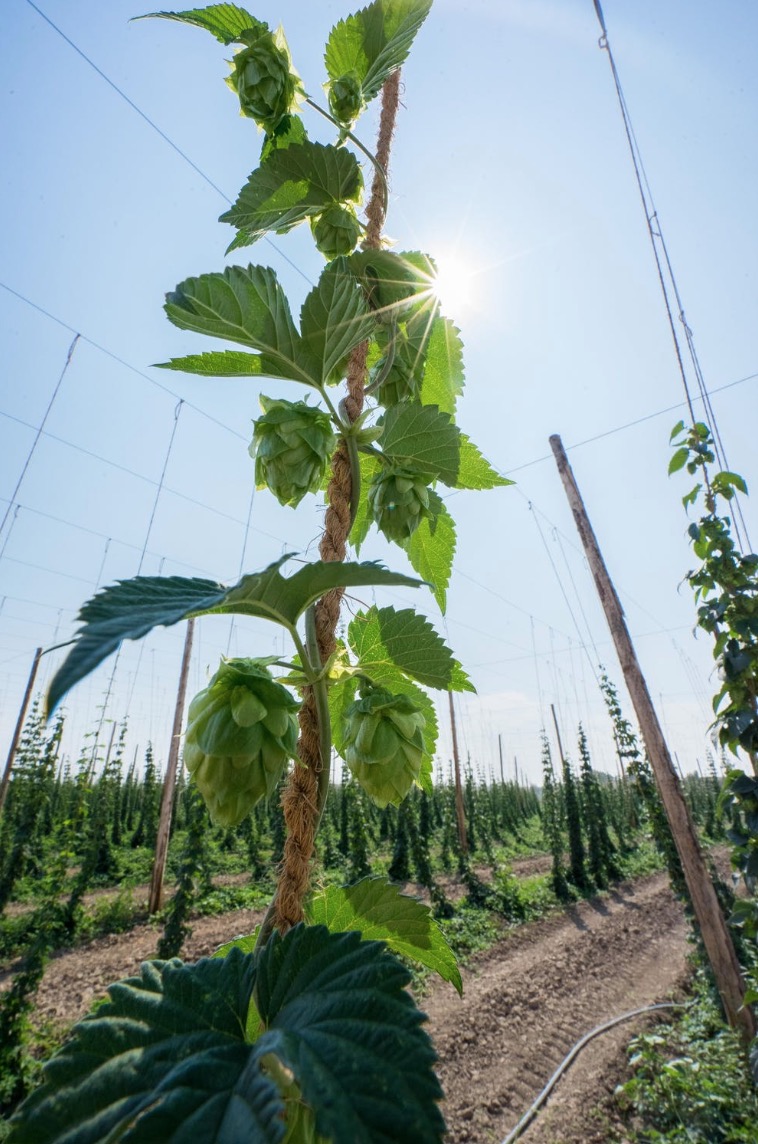 La bière IPA, qu’est-ce que c’est ? Définition & Origine - Mon Petit ...